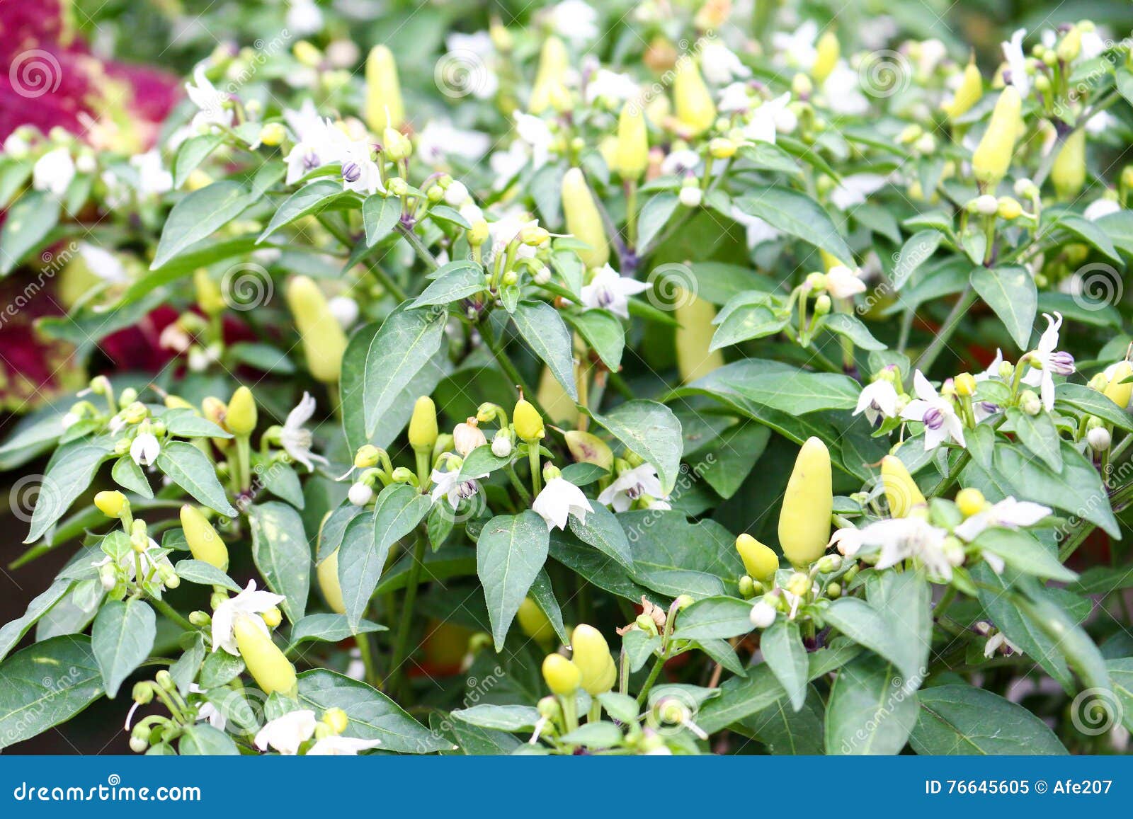 Green Chilli in Cameron Highland, Malaysia Stock Image - Image of green ...
