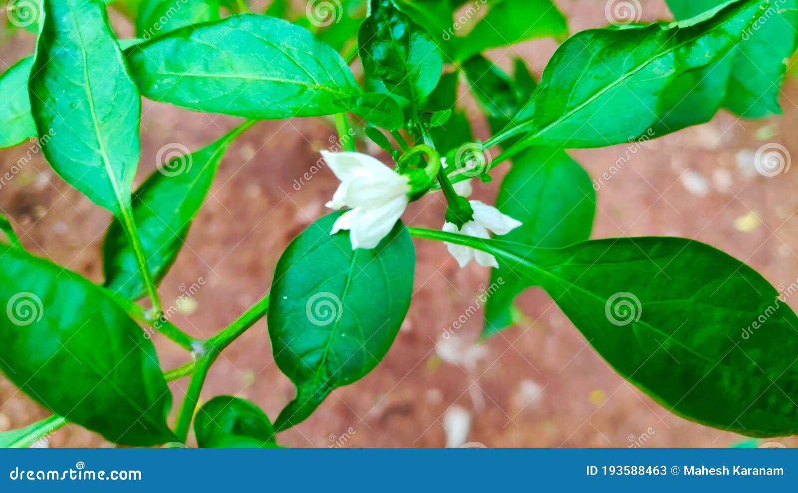 Green Chilli Capsicum Flower with Green Leaves Stock Image - Image of ...