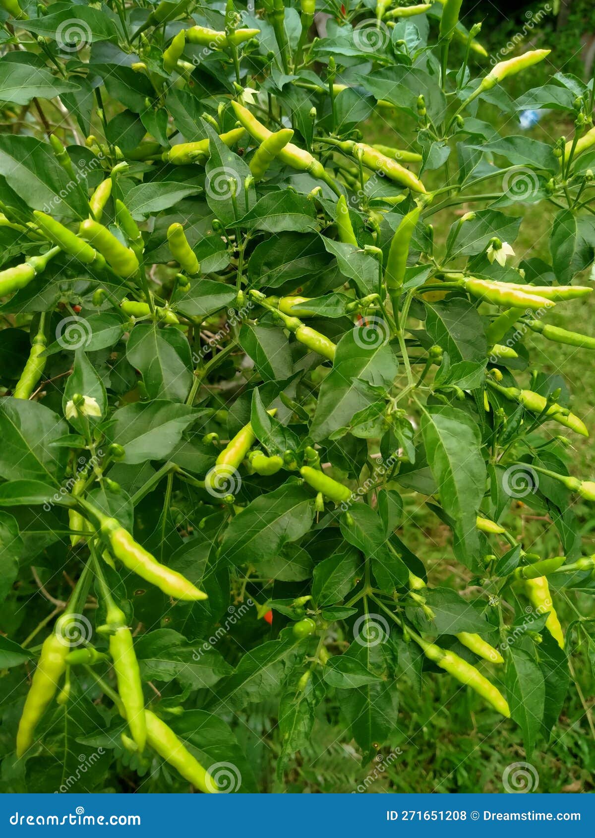 Red Hot Chilli ,tropical Herbs Plants Ingredient Of Thai Food Menu ,Som ...