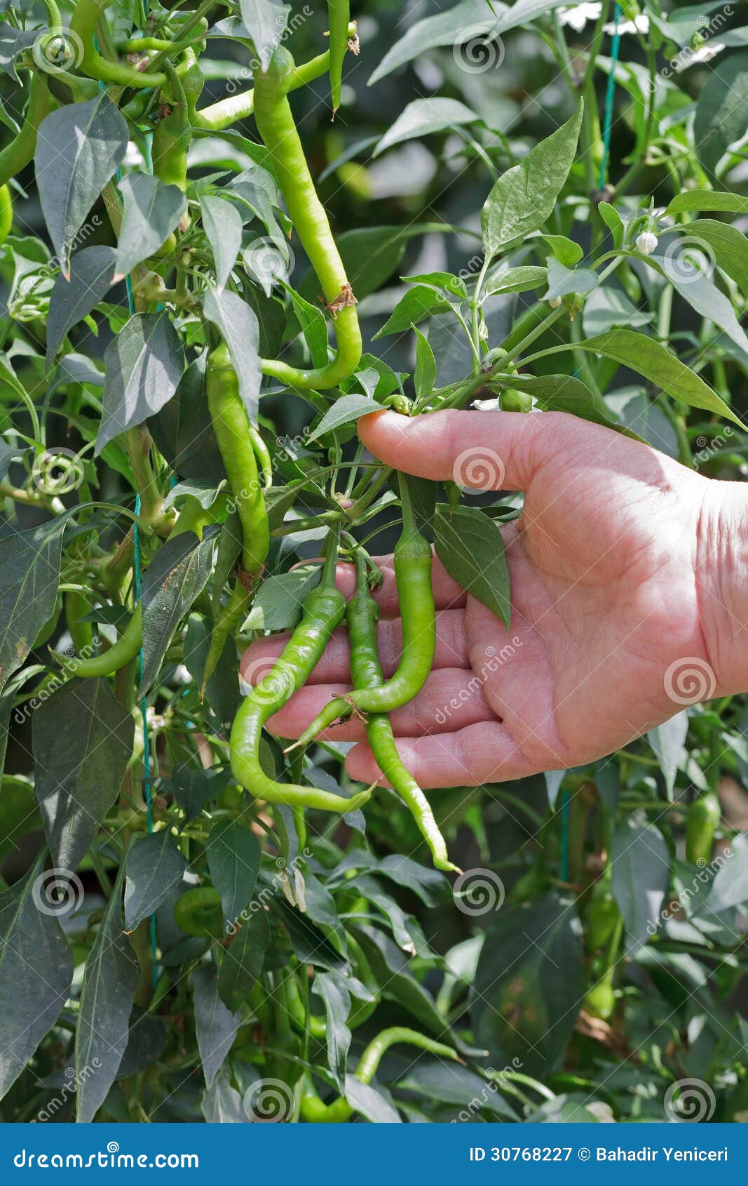 Green Chilli Crop stock image. Image of environmental - 30768227