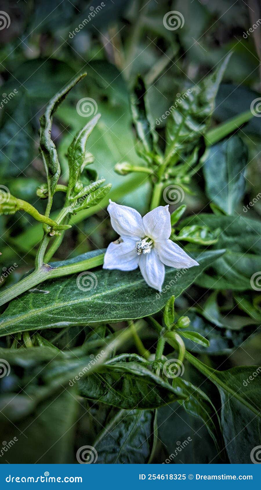 Green chilli flower stock image. Image of grass, meadow - 254618325