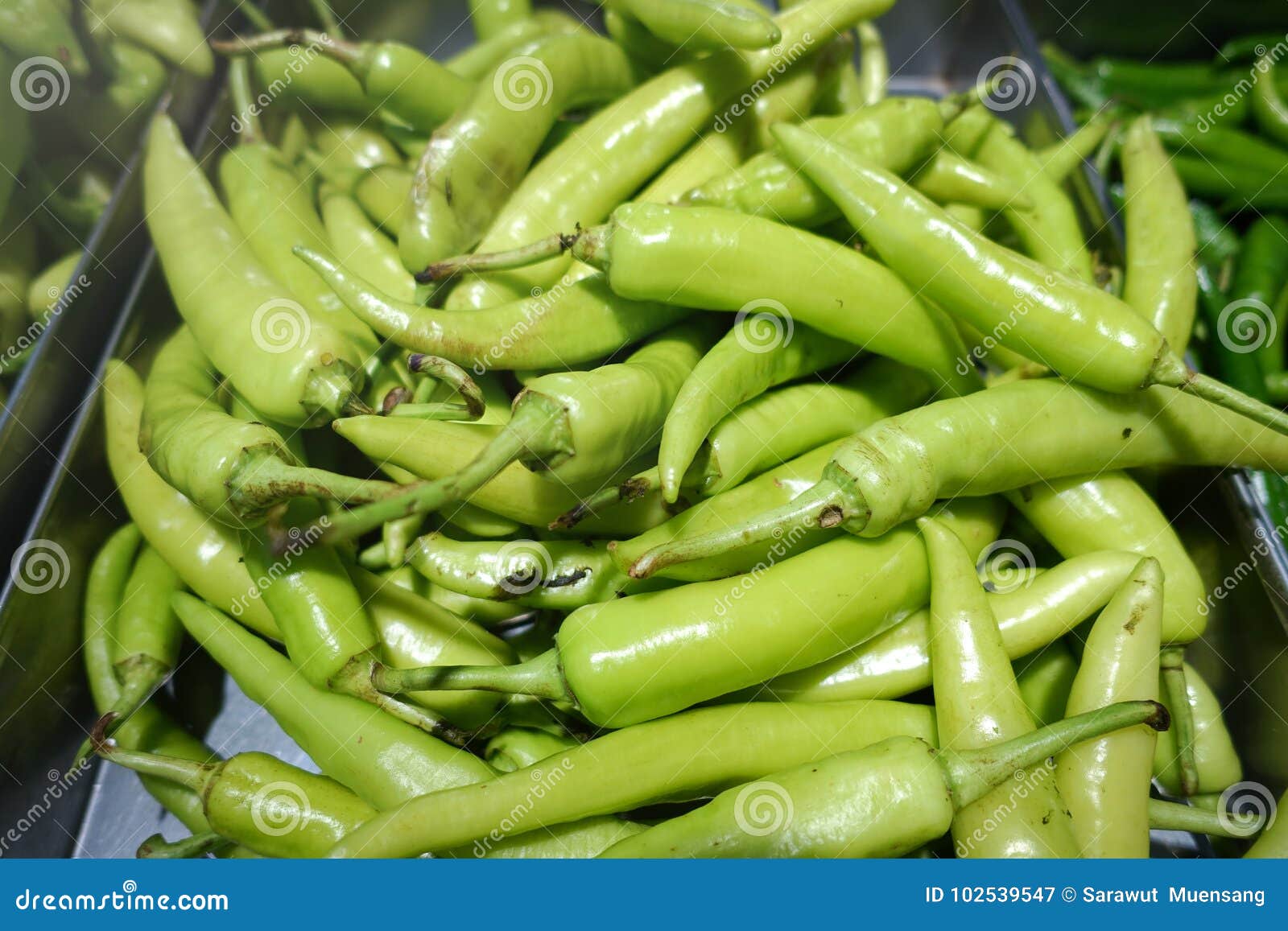 Green chilli stock image. Image of background, long - 102539547