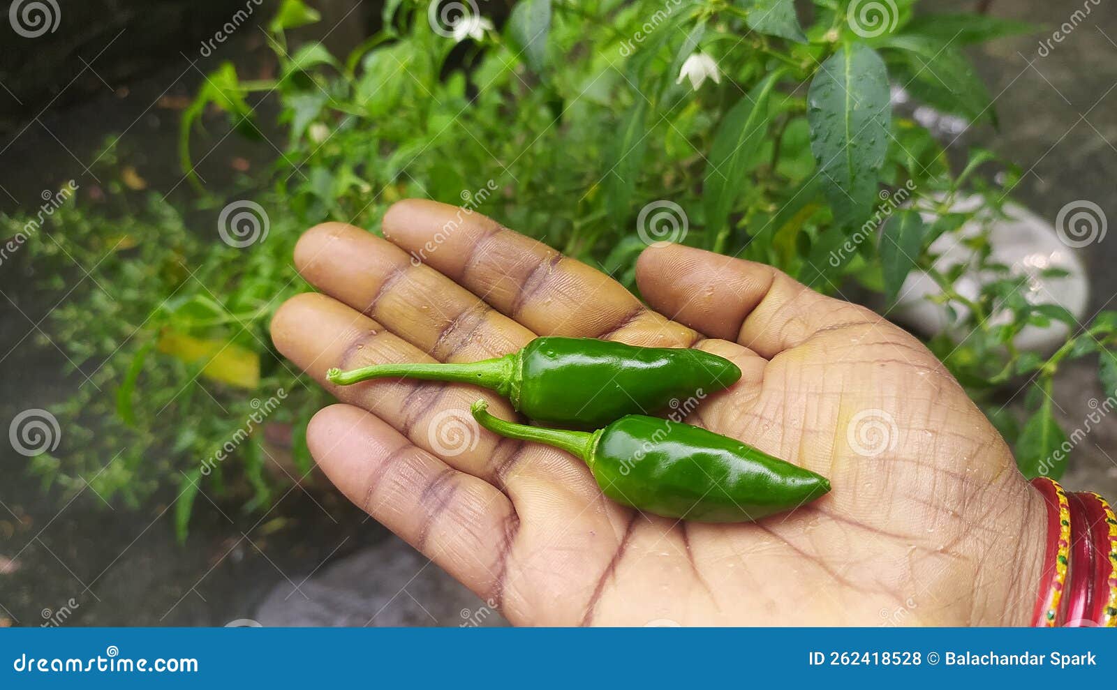 Green Chilli on Hand, Fresh Chilli Stock Photo - Image of spicy, recipe ...