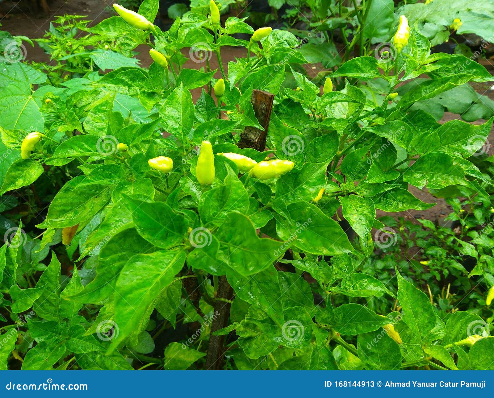 Red Chilli Paper On White Background Stock Photography | CartoonDealer ...