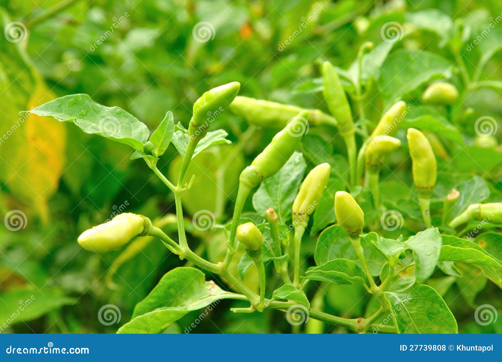 Green chilli papper plant stock photo. Image of agriculture - 27739808