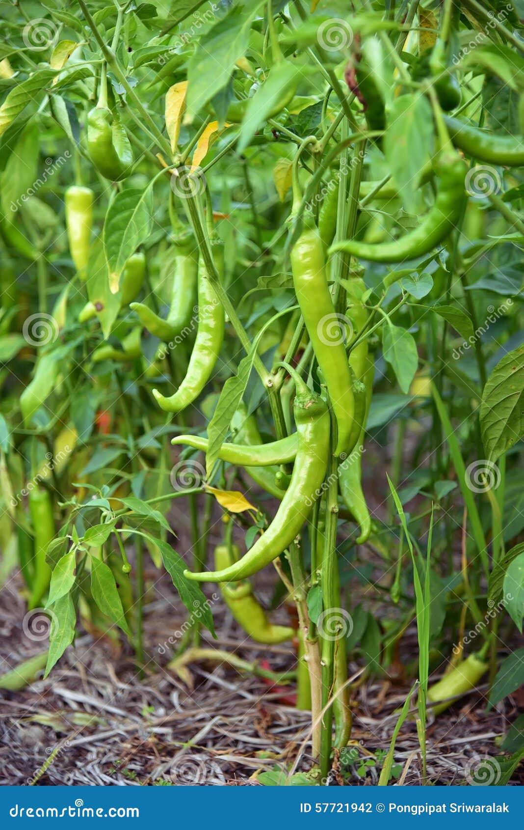 Green Chilli Peppers on a Tree Stock Photo - Image of nature, plant ...