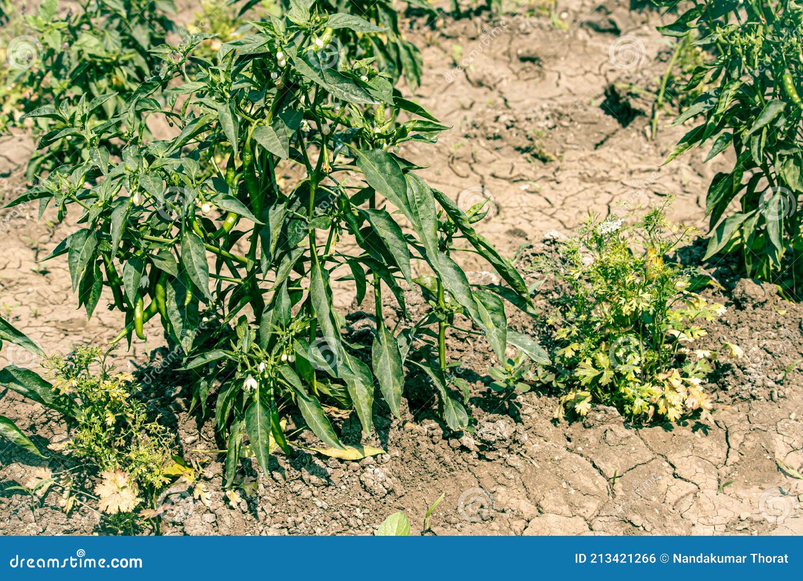 Green Chilli Plant in the Field Stock Photo - Image of farm, isolated ...