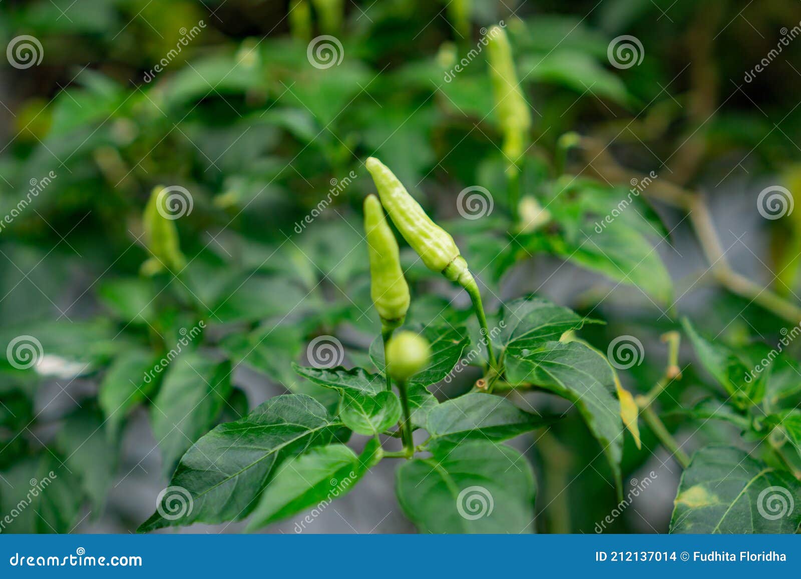 Green chilli plants stock photo. Image of pagupon, chilli - 212137014
