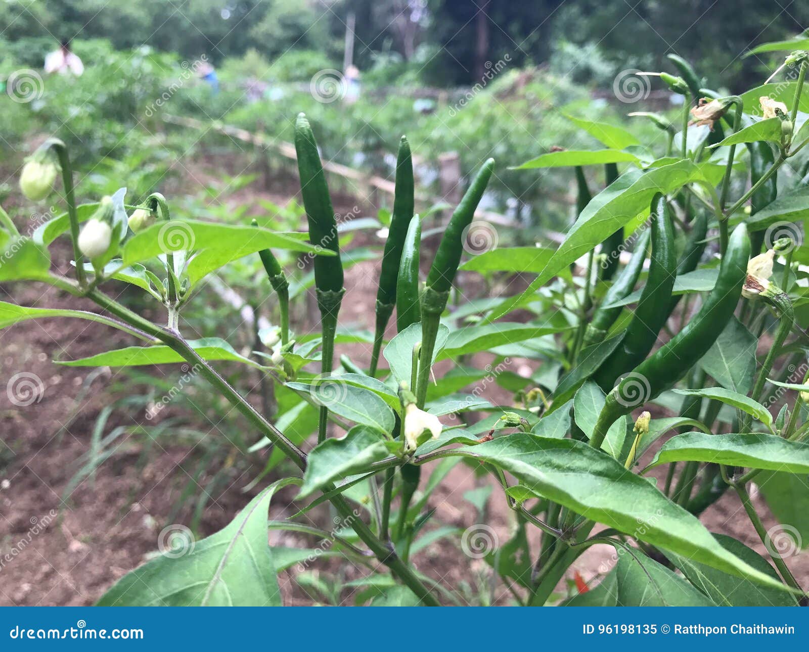 Green Chilli Plants in Farm Stock Image - Image of farm, pepper: 96198135