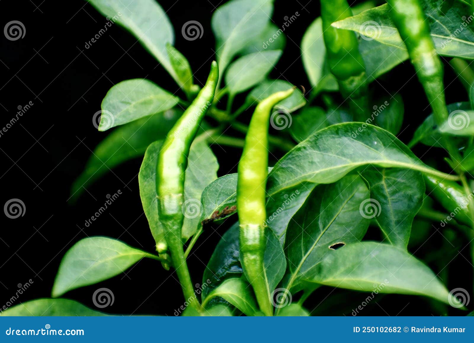Green Chilli and it S Plant Stock Photo - Image of nature, wildflower ...