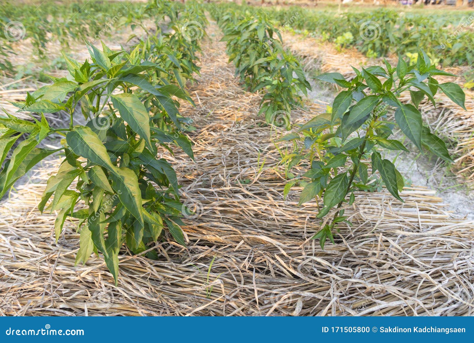 Green Chilli tree stock photo. Image of chili, totes - 171505800