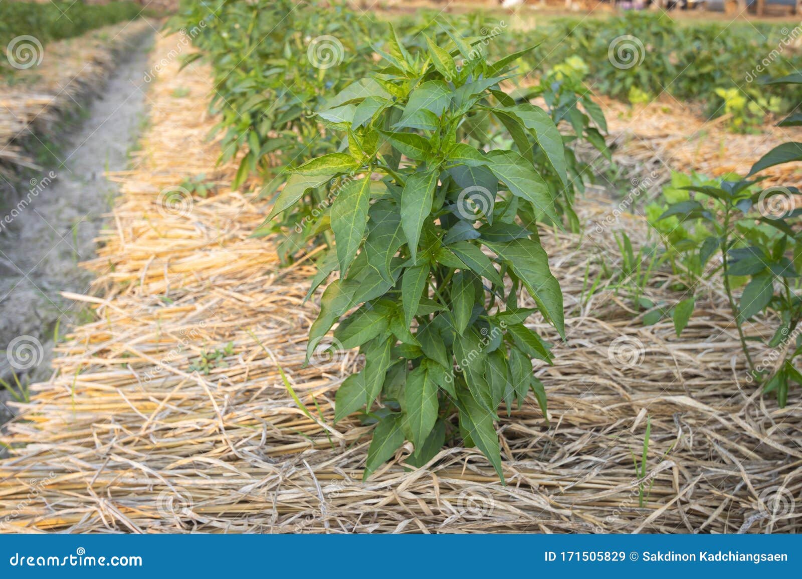 Green Chilli tree stock image. Image of green, homeopathic - 171505829
