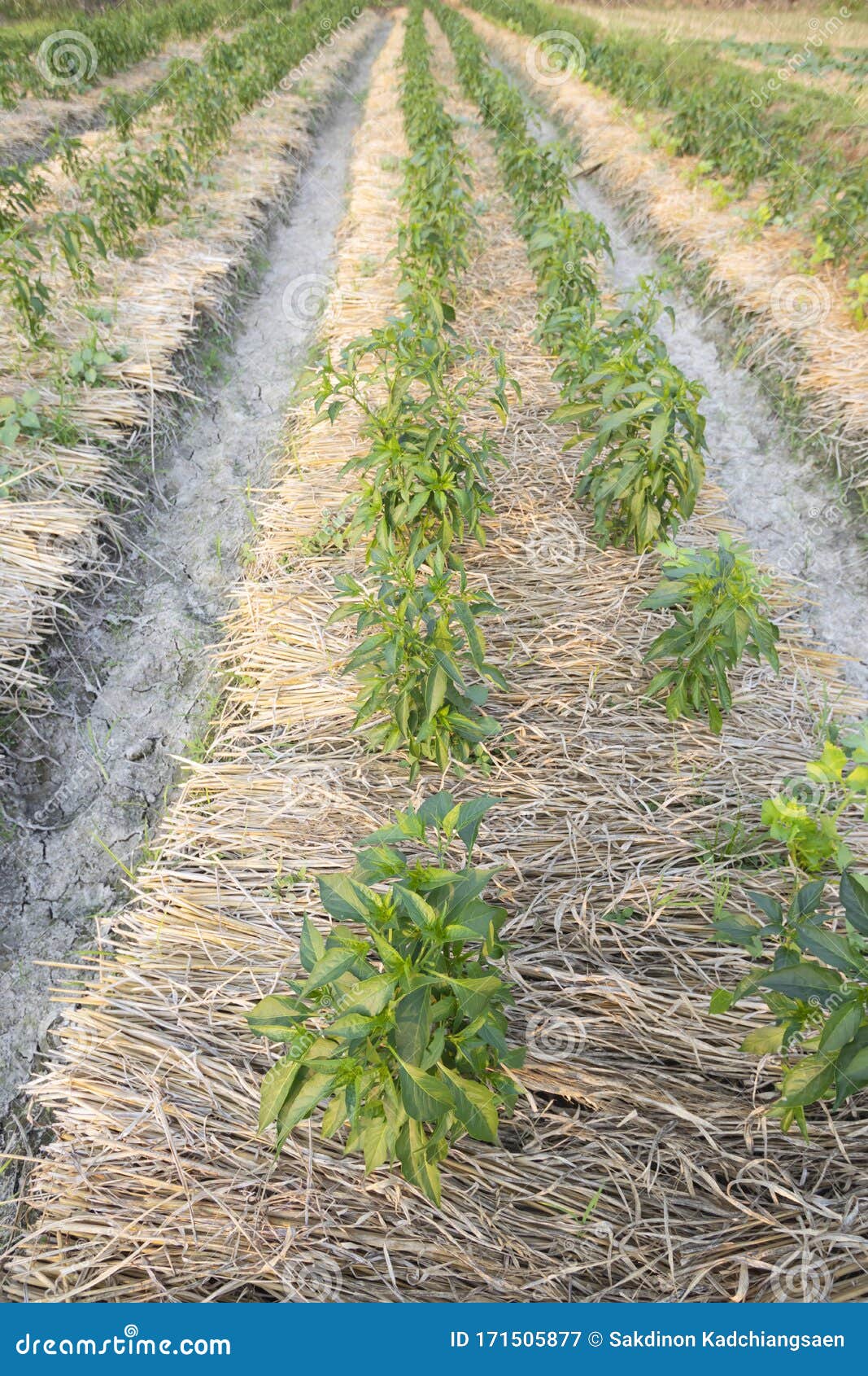 Green Chilli tree stock image. Image of tree, agriculture - 171505877