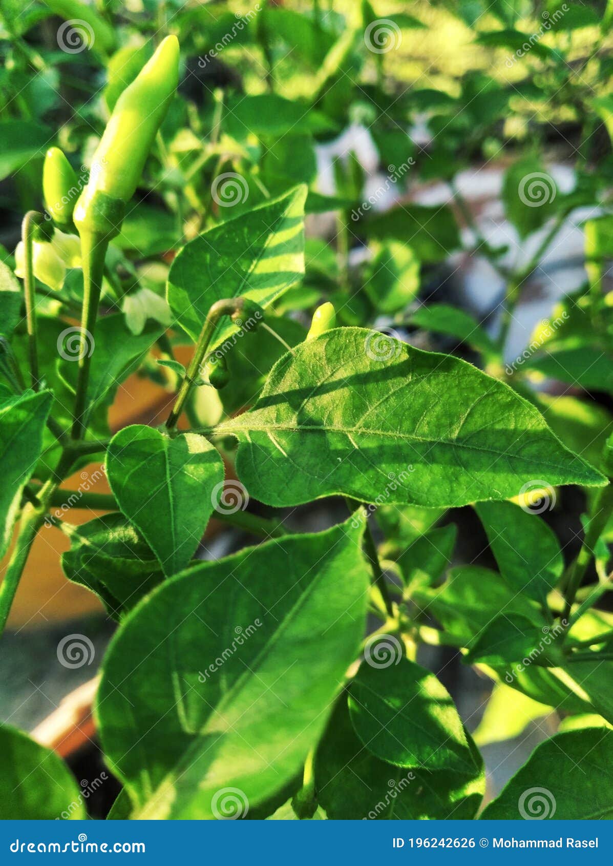 Green Chilli Tree in Garden Stock Photo - Image of autumn, produce ...
