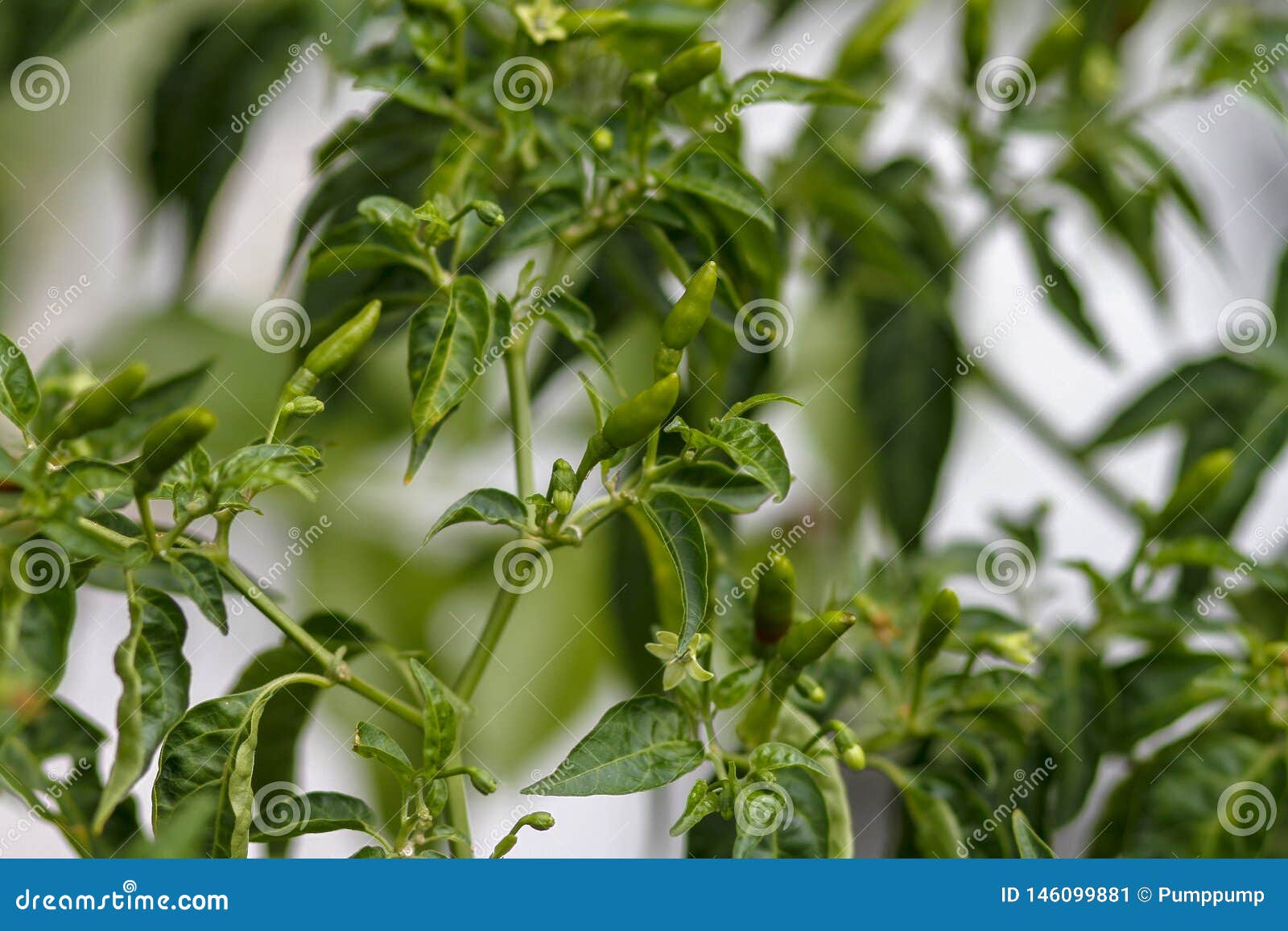 Green Chilli Tree Stock Images - Download 2,412 Royalty Free Photos