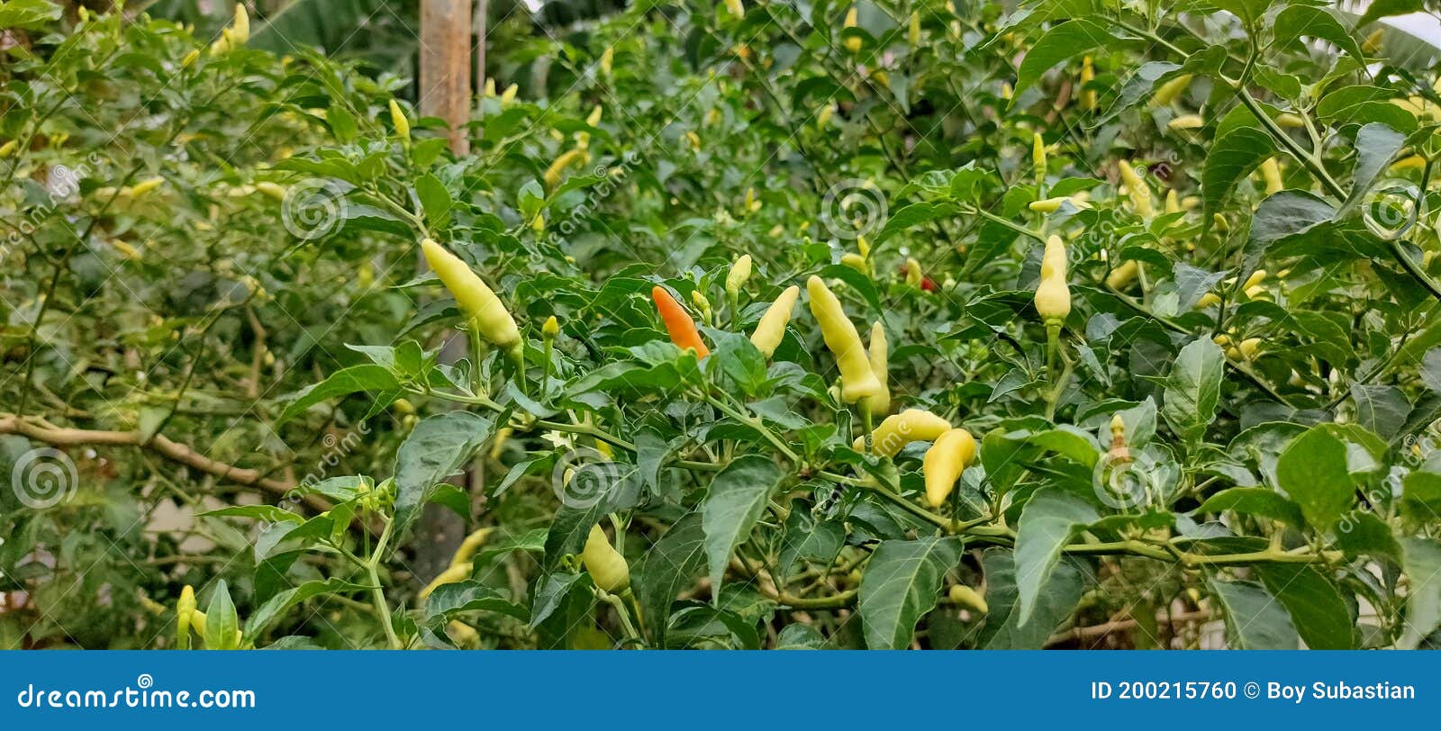 Green chilli tree stock photo. Image of vegetable, food - 200215760