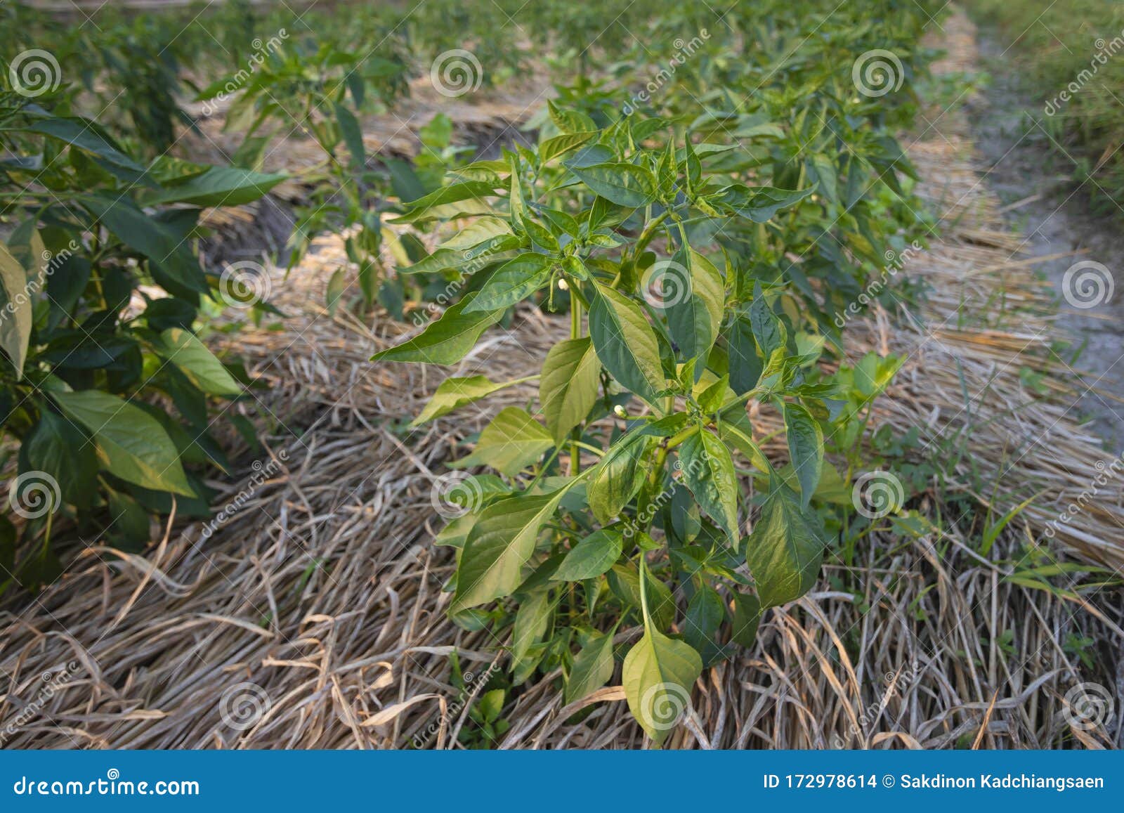 Green Chilli tree stock photo. Image of tree, agriculture - 172978614