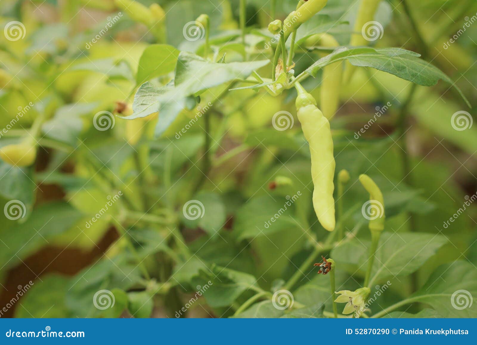 Green Chilli Tree in Nature at the Garden Stock Photo - Image of ...
