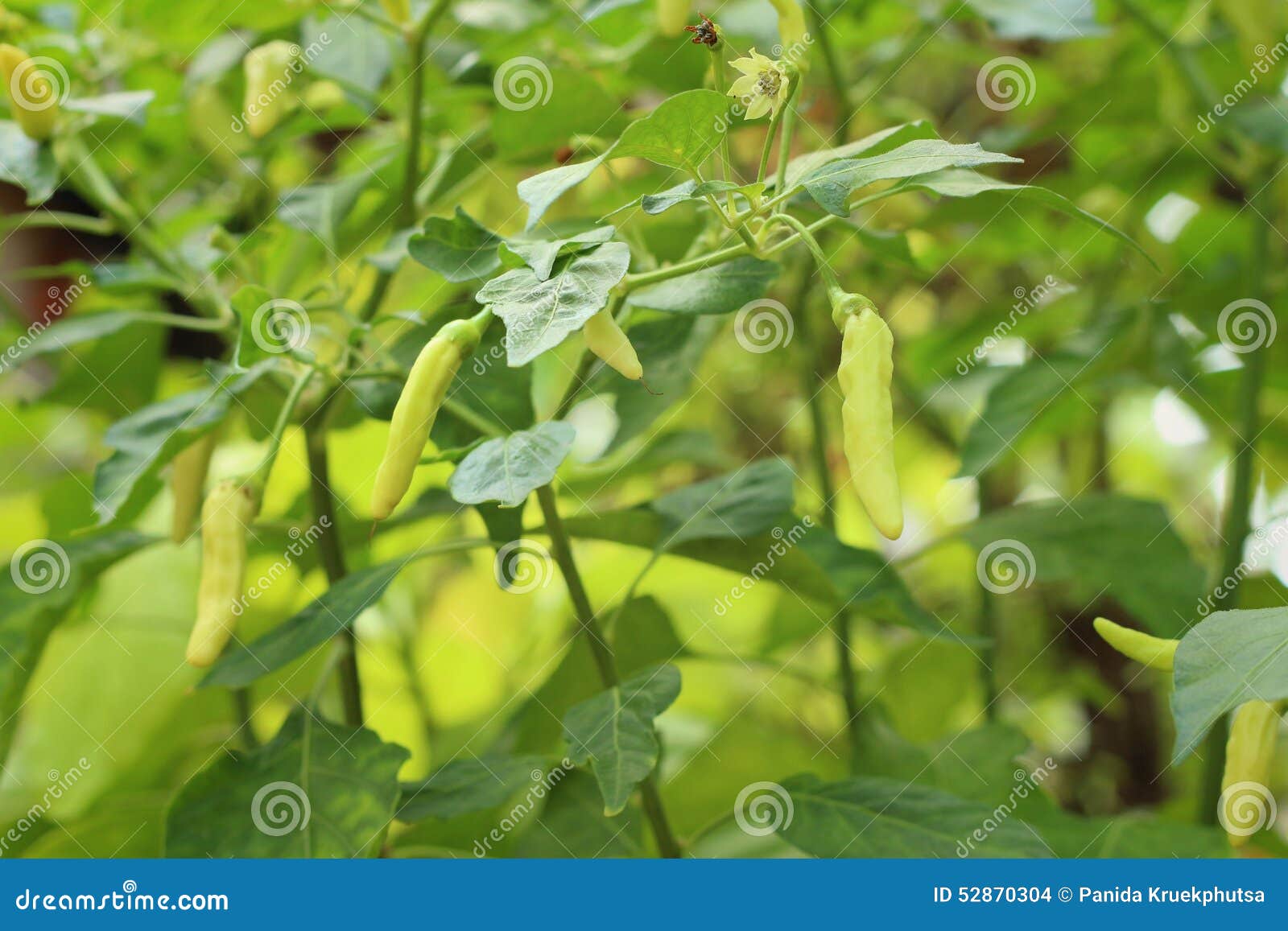 Green Chilli Tree in Nature at the Garden Stock Photo - Image of heat ...
