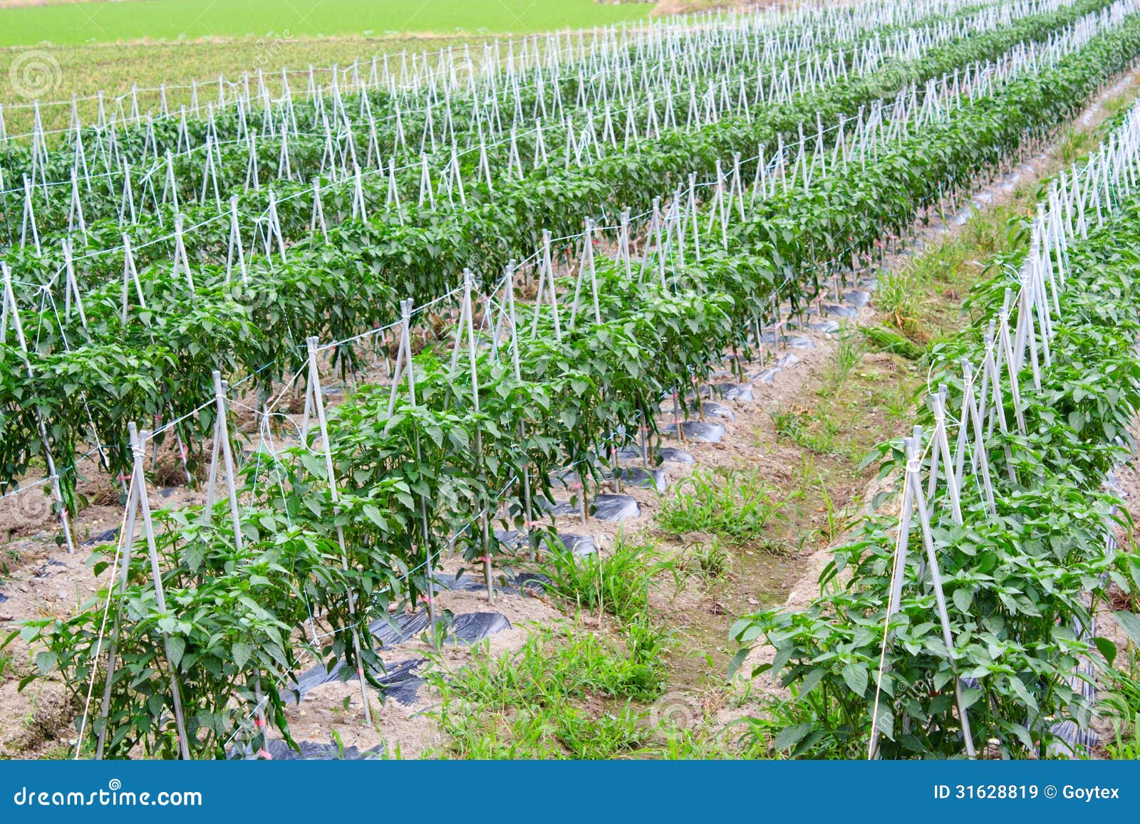 Green chilli tree stock image. Image of tree, plantation - 31628819
