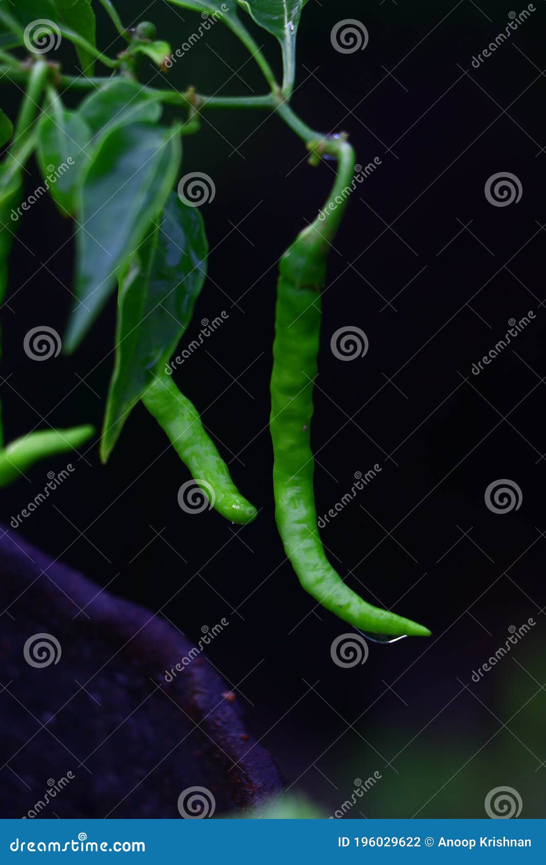 Green Chilli in Tree Planting Stock Photo - Image of growth, asia ...