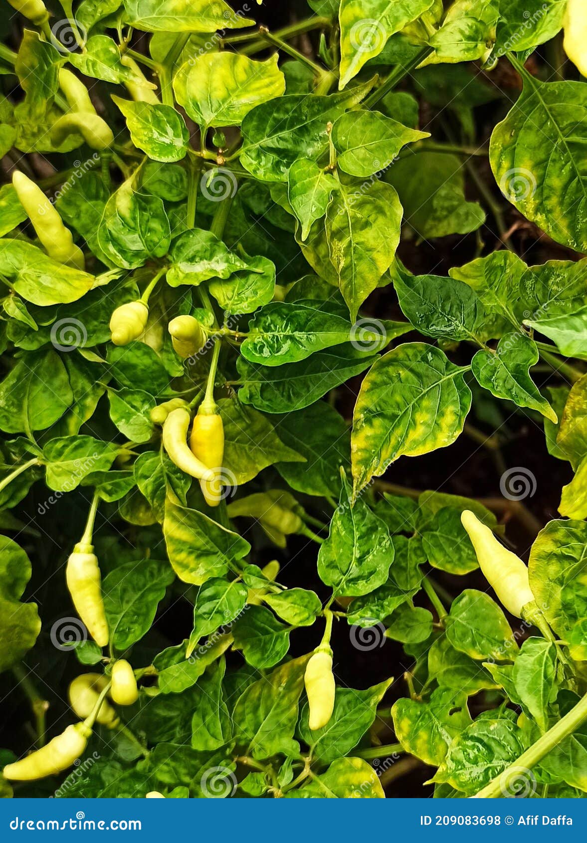 Green Chilli Tree in the Rain Stock Photo - Image of rain, tree: 209083698