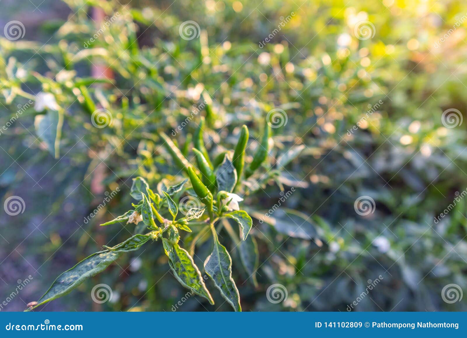 Green Chilli Tree on Sunset Day Stock Image - Image of chili, fruit ...