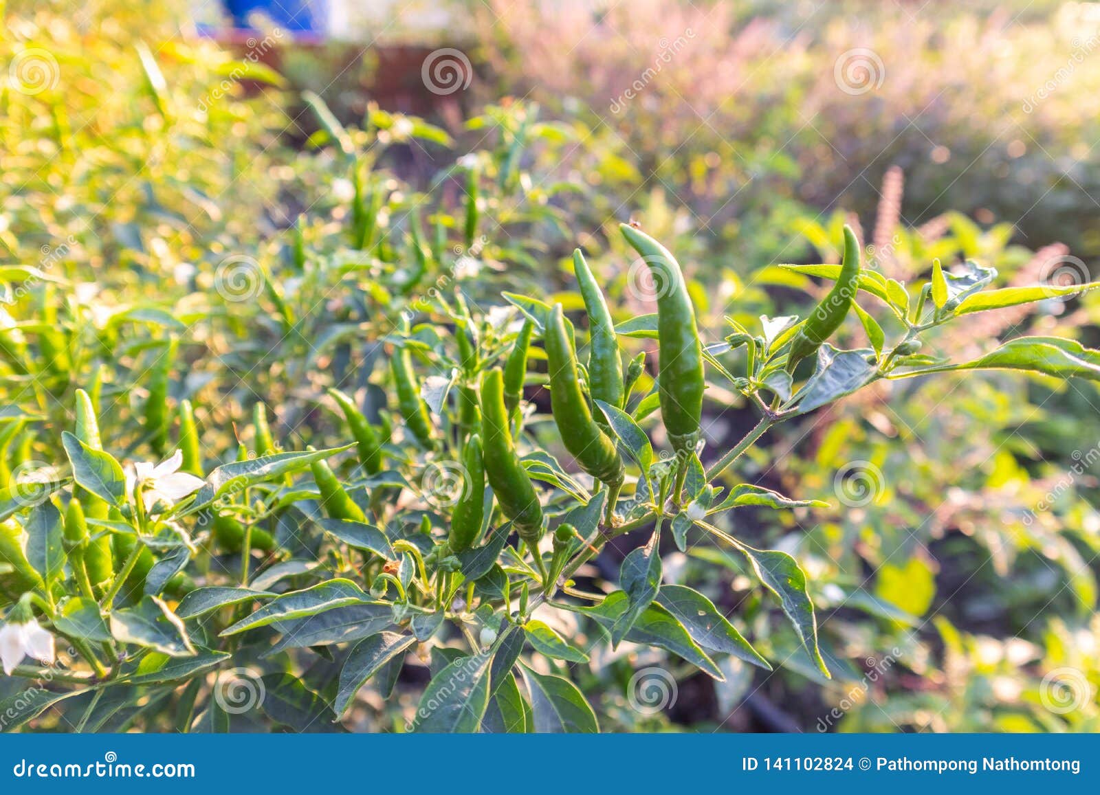 Green Chilli Tree on Sunset Day Stock Photo - Image of bush, foliage ...