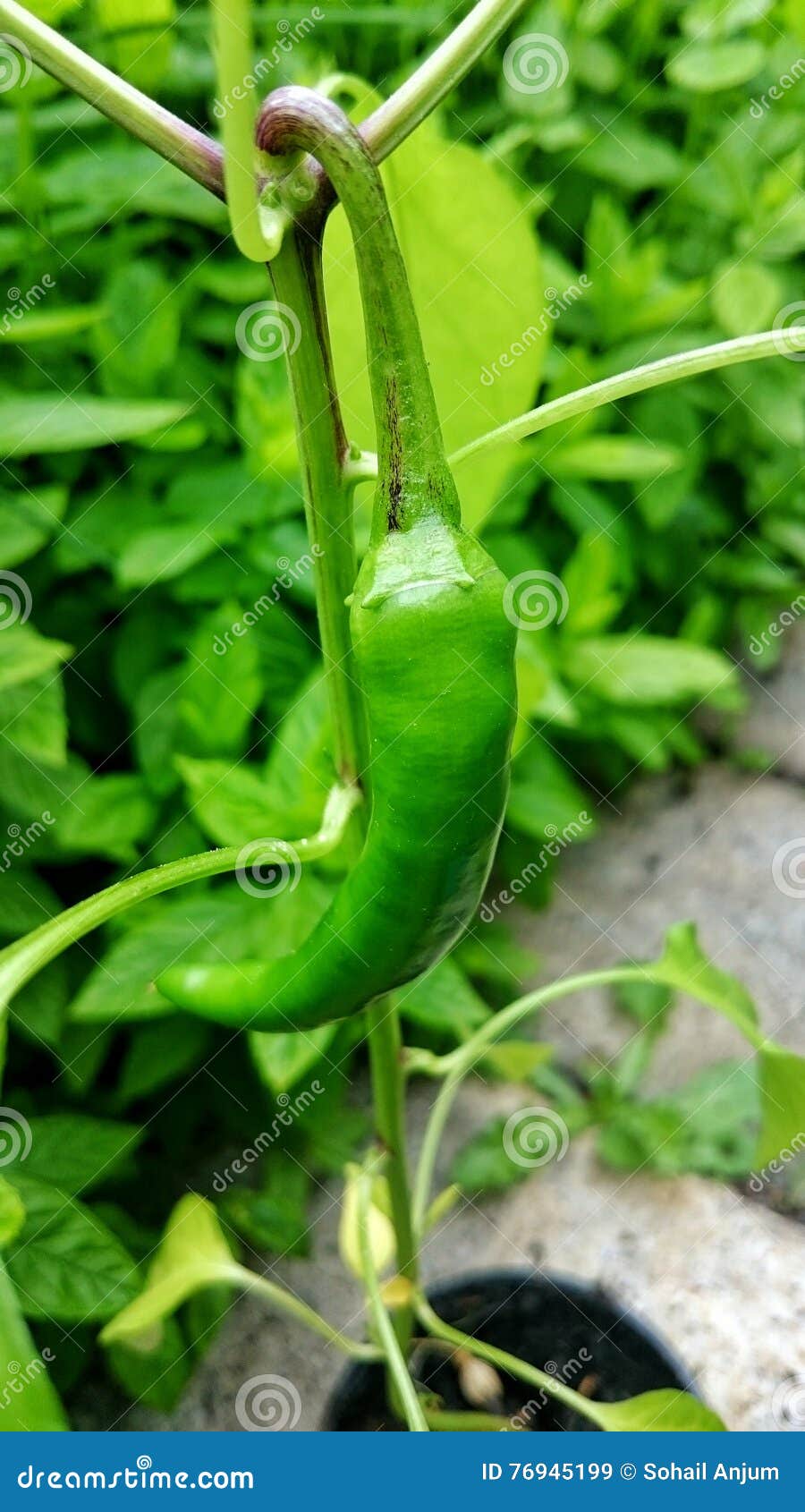 Green chillie stock image. Image of chillie, garden, plant - 76945199