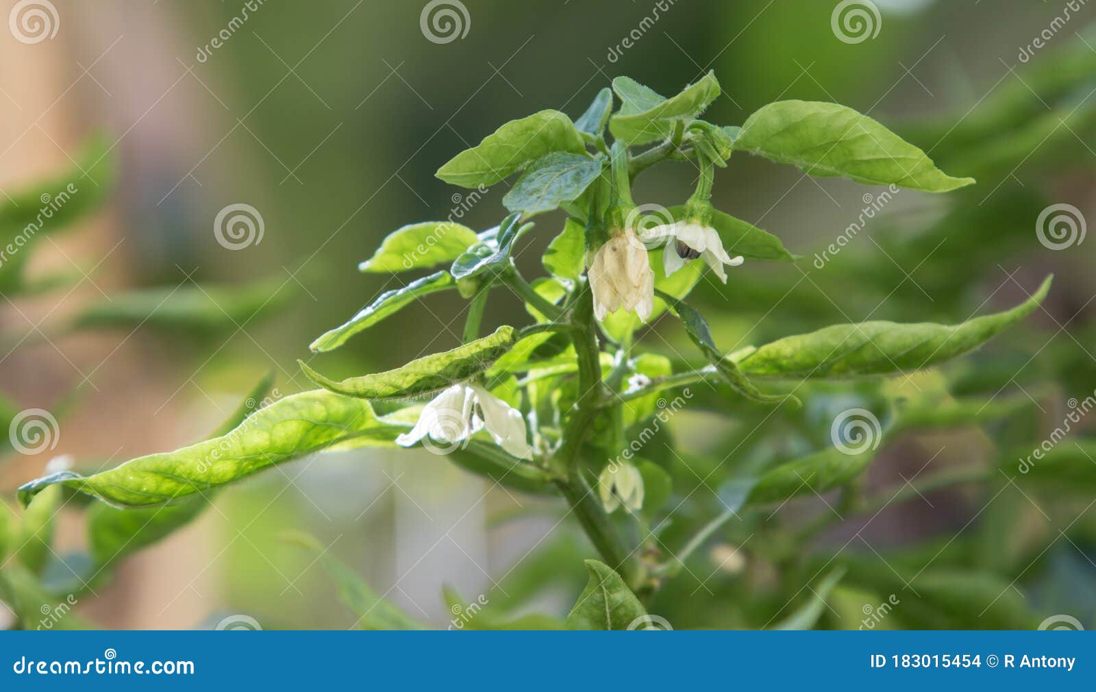 Green Chillies in a Chilly Plant Stock Photo - Image of plant, chilly ...