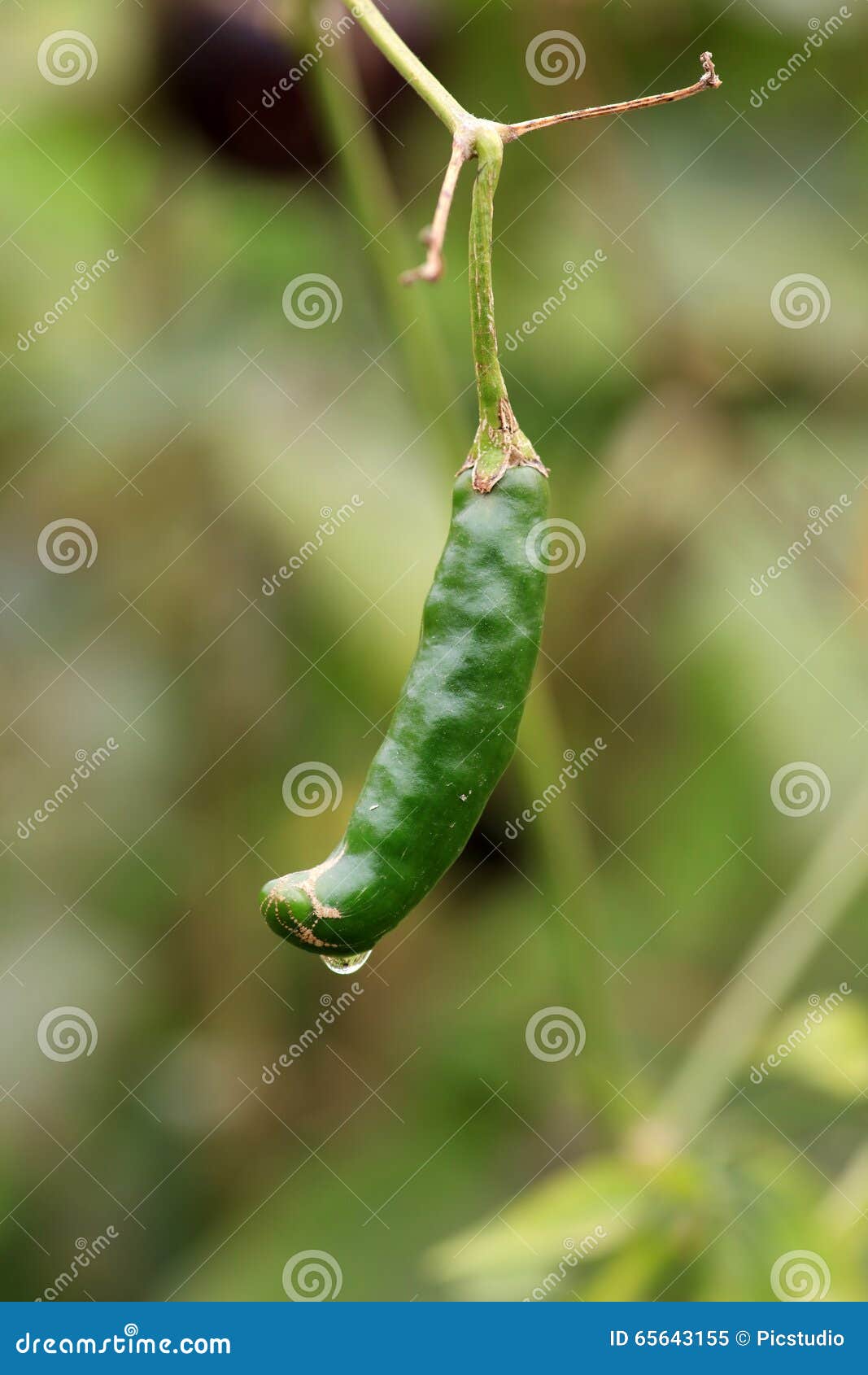 Green chilly stock image. Image of water, vegetable, focus - 65643155