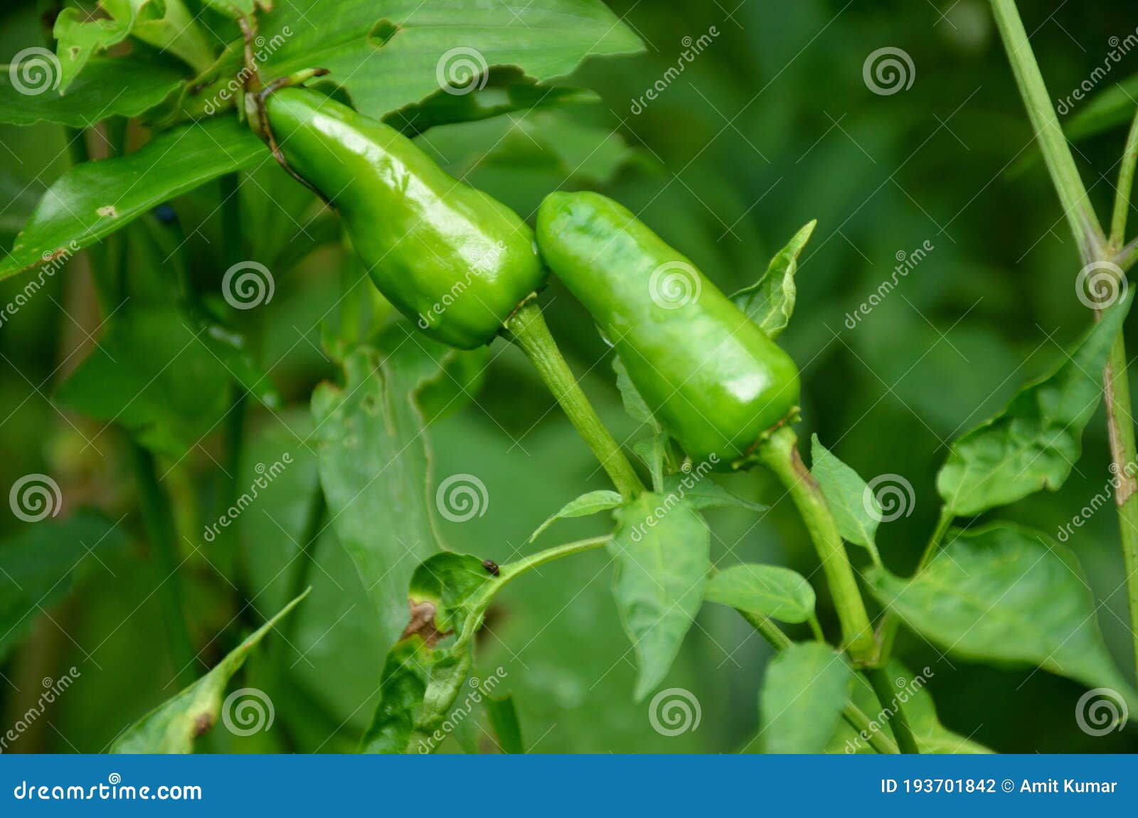 The Green Chilly with Leaves and Plant in the Garden Stock Photo ...