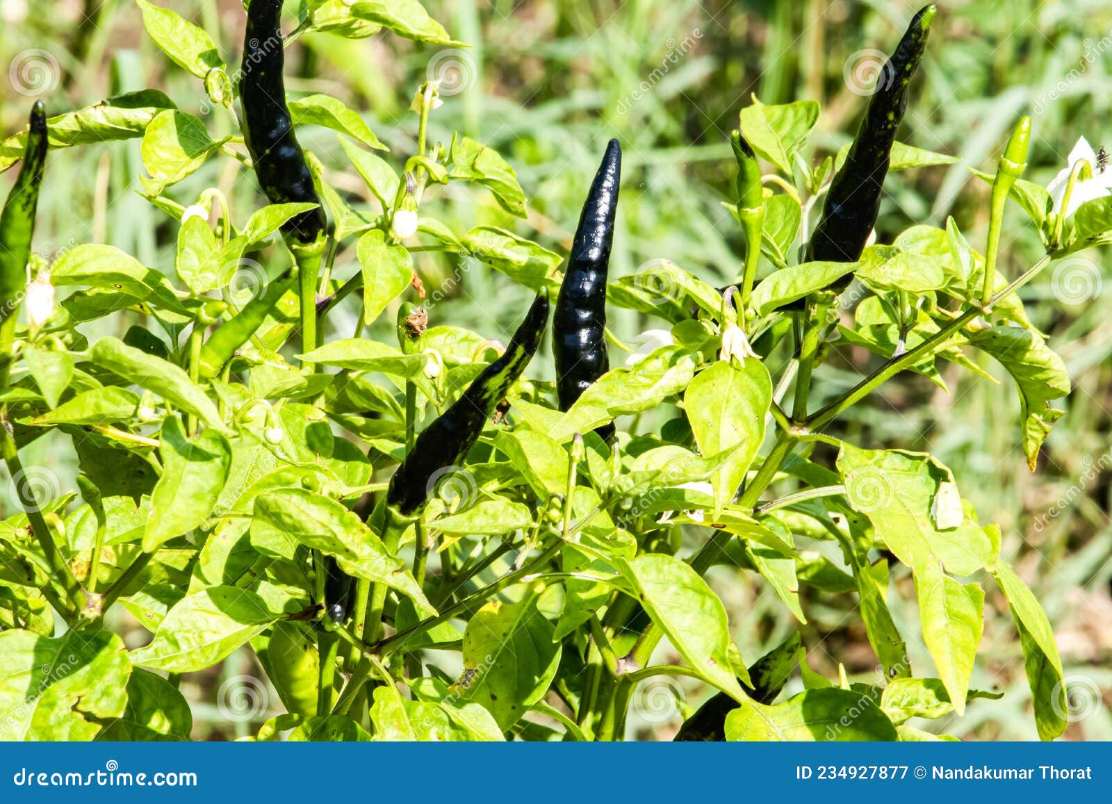 Green Chilly on the Tree in a Field Stock Image - Image of leaf, tree ...