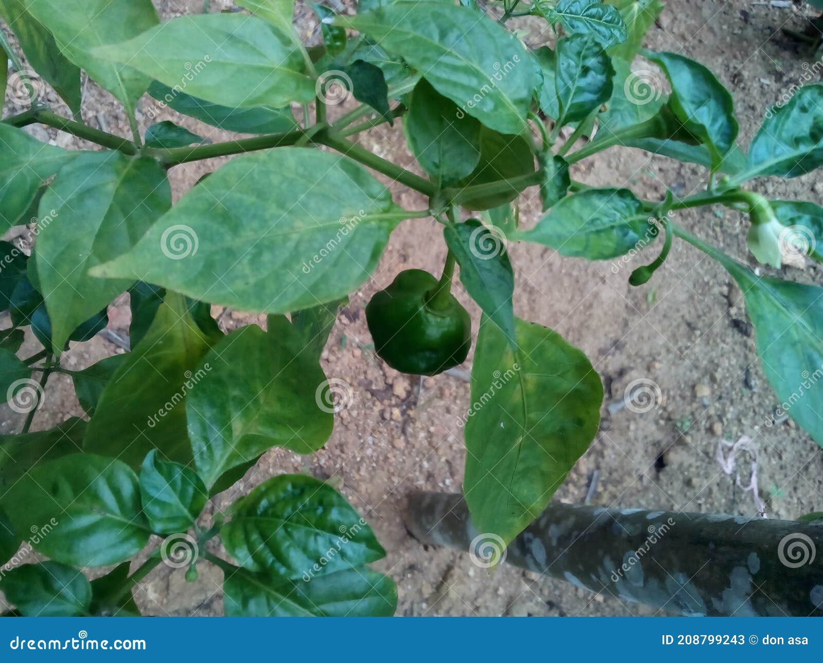 A Green Chilly Tree with Its Crop in Dry Season Stock Image - Image of ...