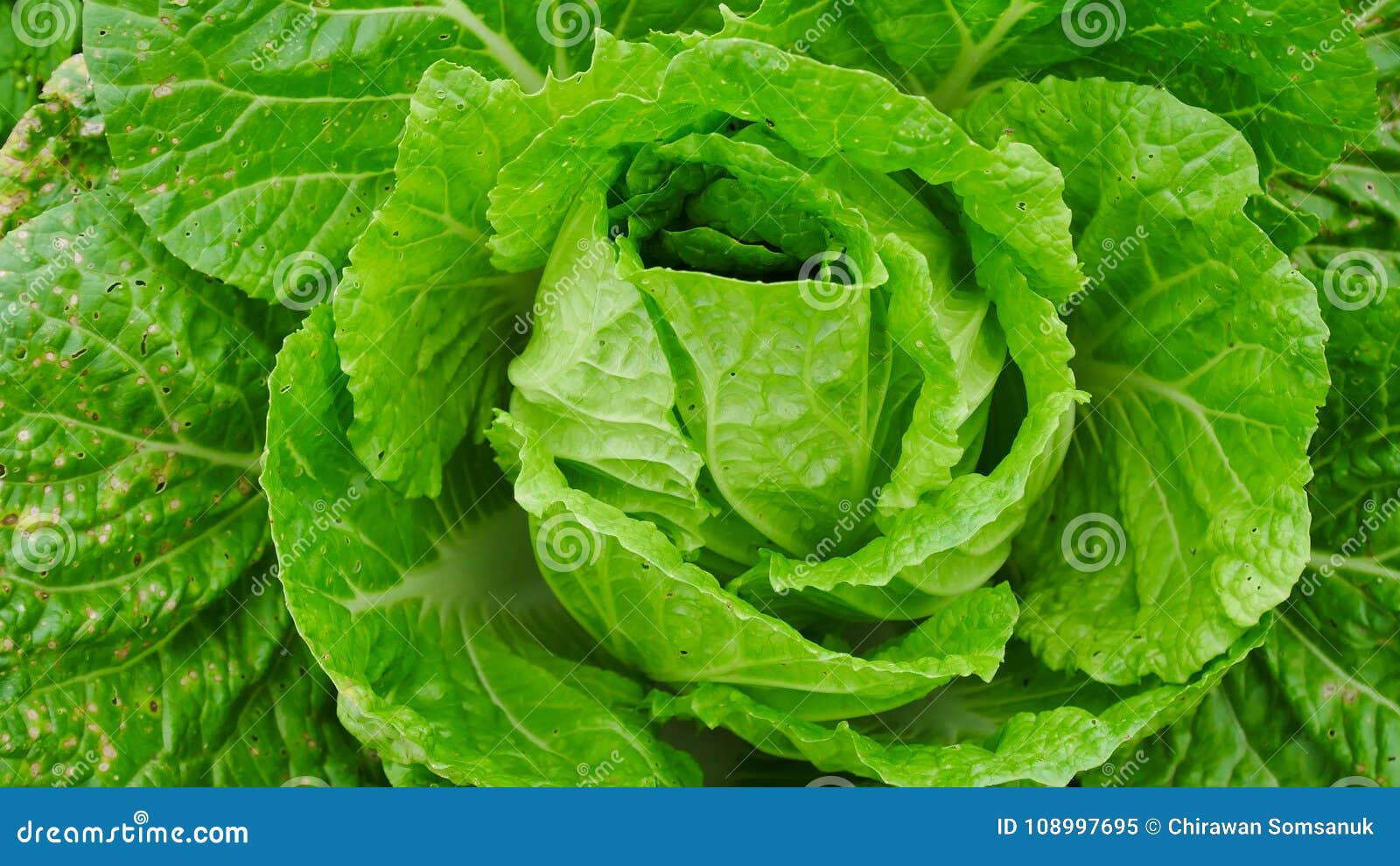 Green Chinese Cabbage stock image. Image of food, nature - 108997695
