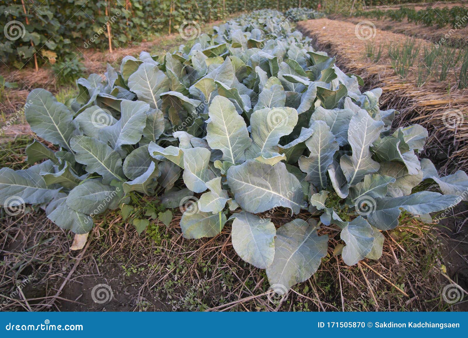 Green Chinese Kale or Chinese Broccoli Tree Stock Photo - Image of ...