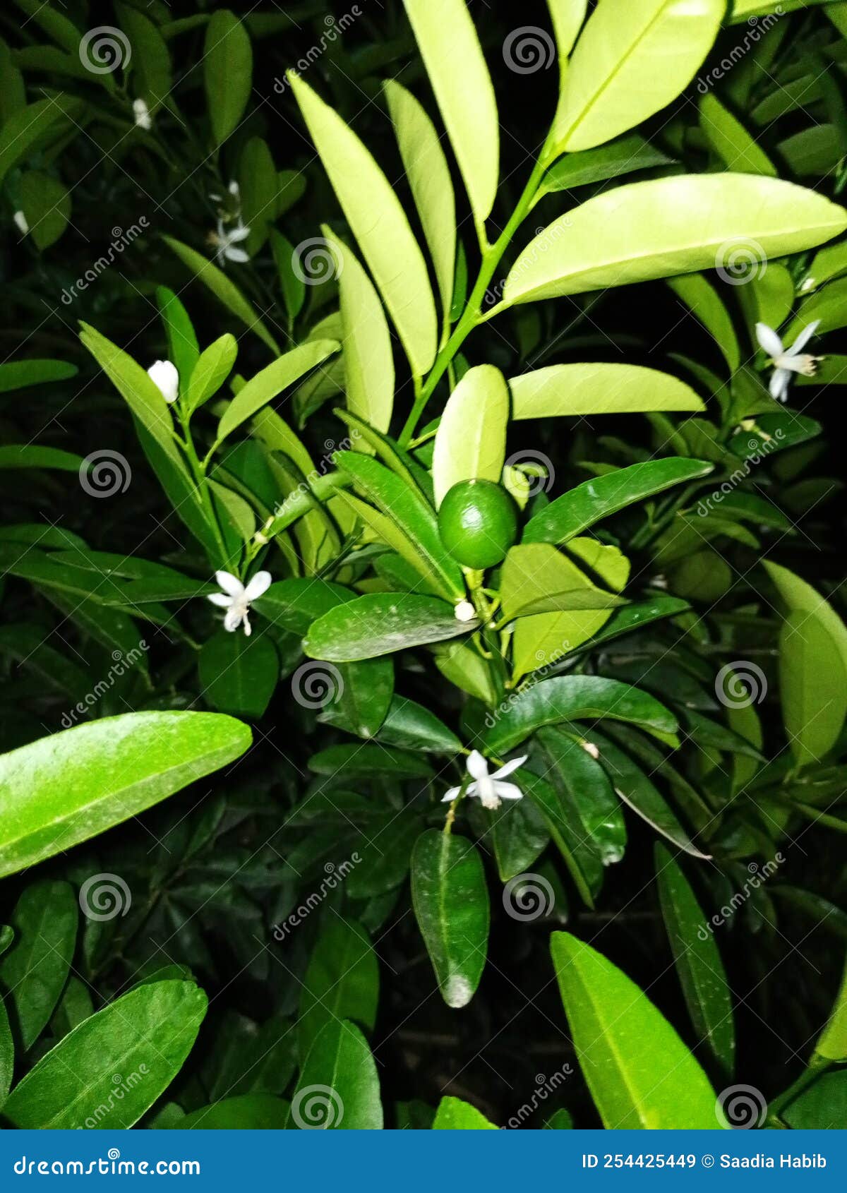 Green Chinese lemon stock image. Image of greenery, green - 254425449