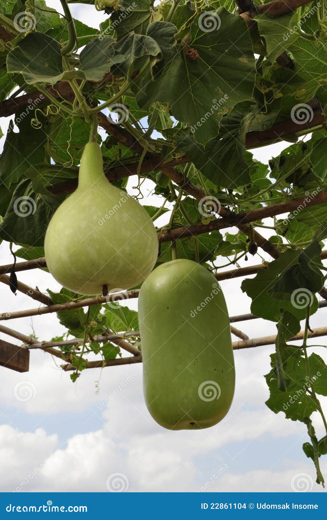 Green Chinese Watermelon stock photo. Image of heavy - 22861104