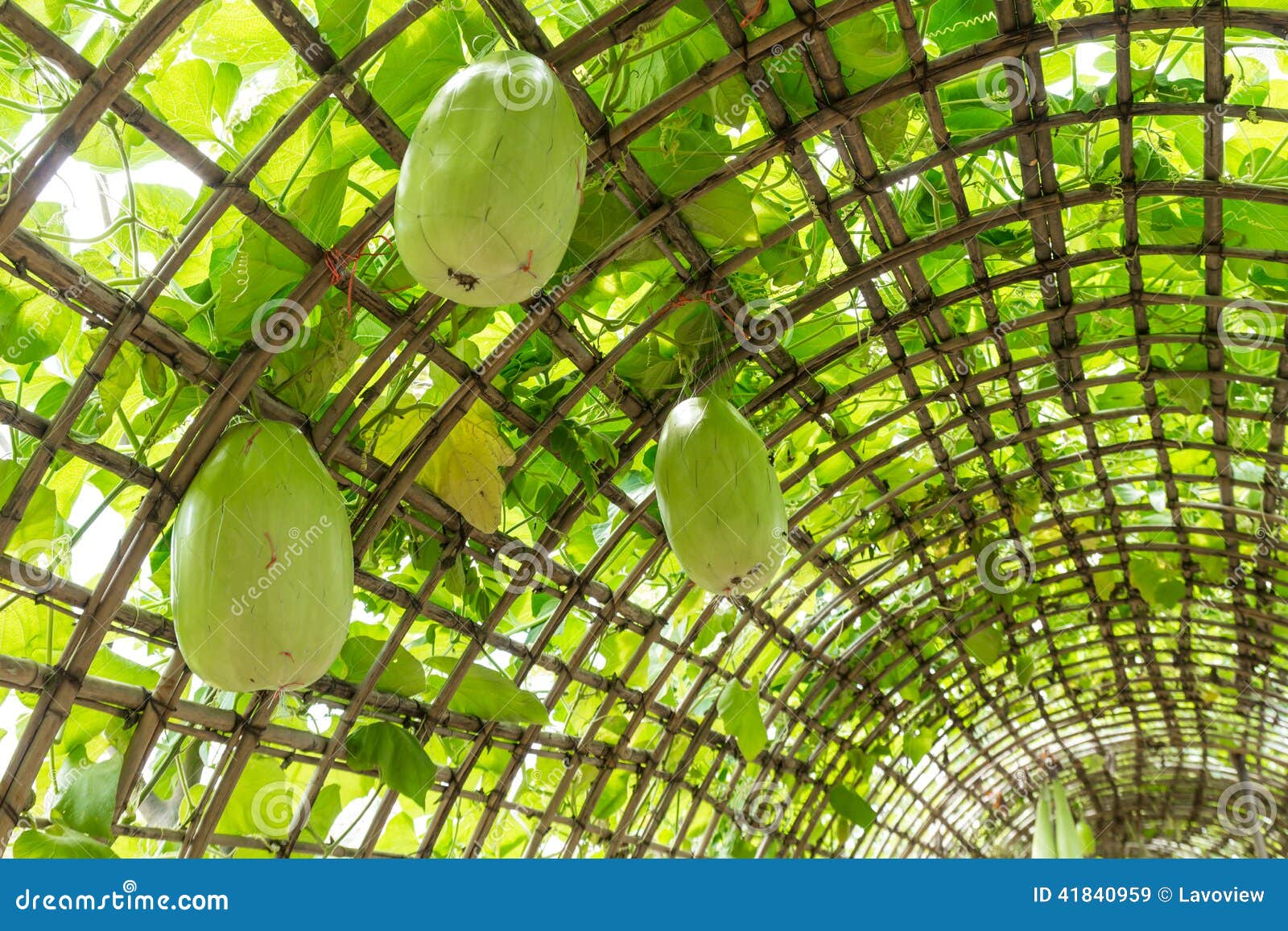 Green Chinese Watermelon Hanging Stock Image - Image of green ...