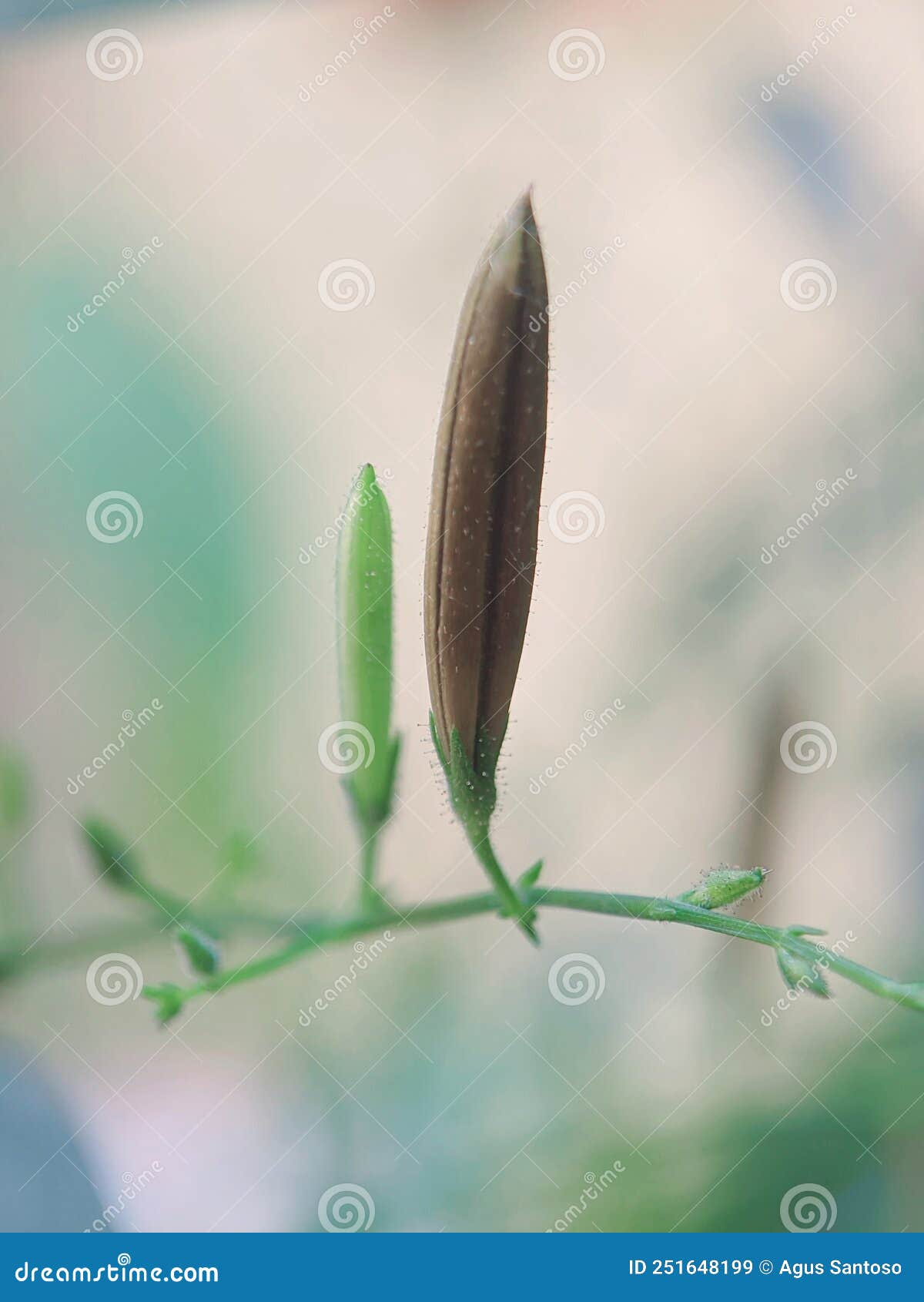 Green Chiretta Or Andrographis Paniculata Plant Isolated On White ...