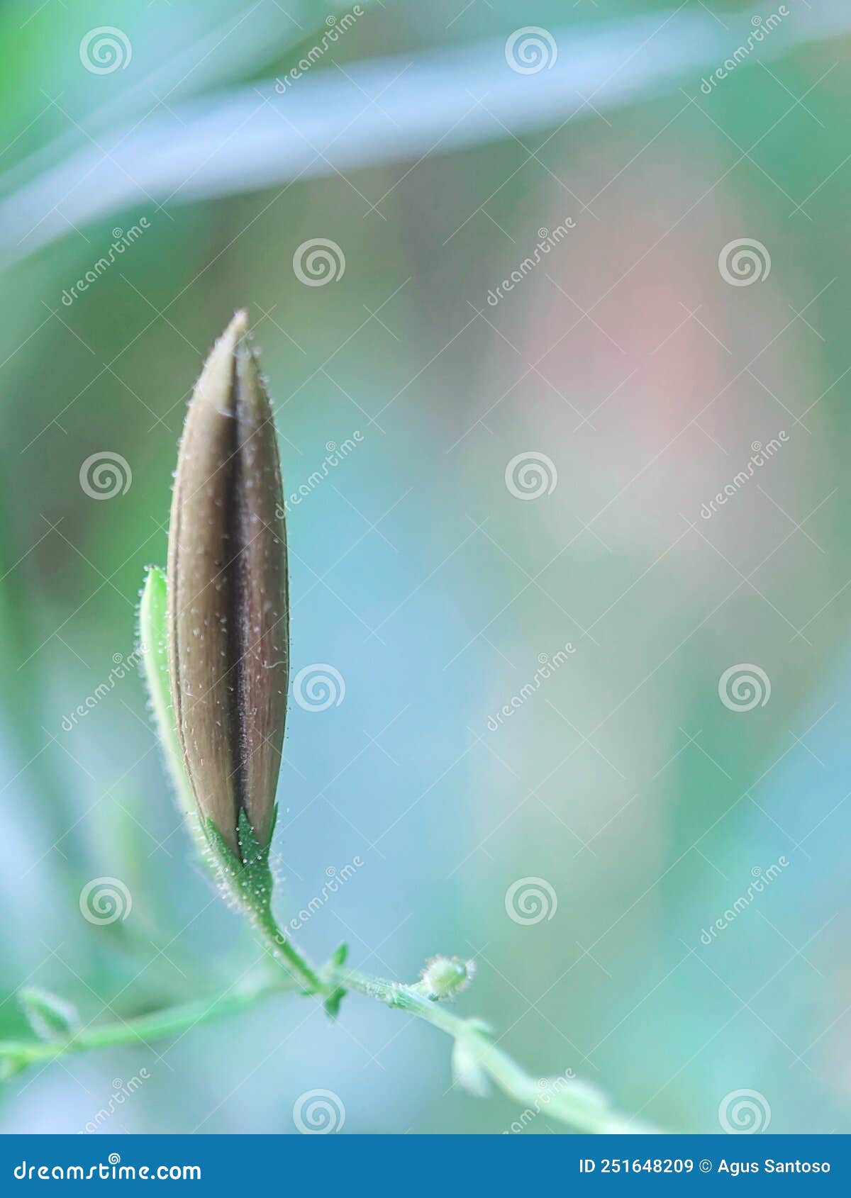 Green Chiretta Or Andrographis Paniculata Plant Isolated On White ...