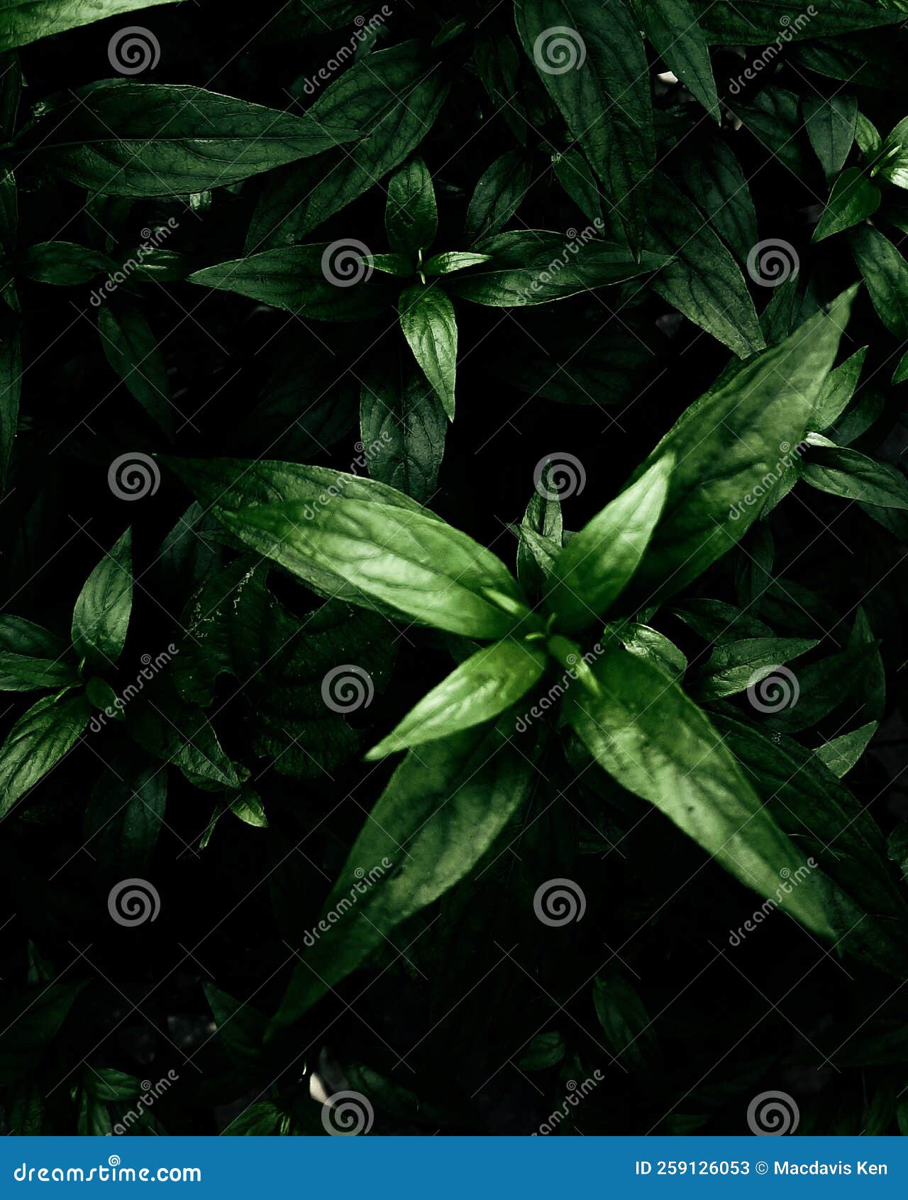 Green Chiretta Grows In The Pot. Andrographis Paniculata Is An Annual ...