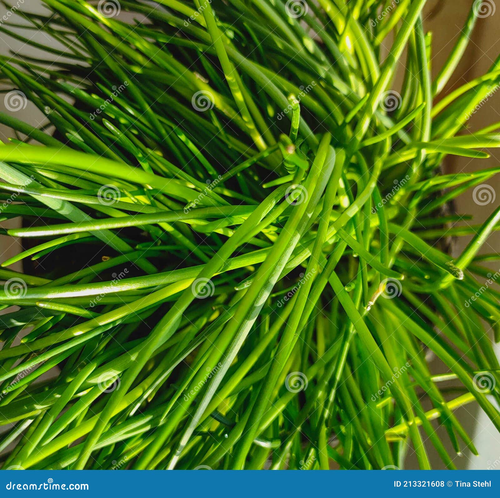 Green Chive in Kitchen Hern Close Up Selctive Focus Stock Photo - Image ...