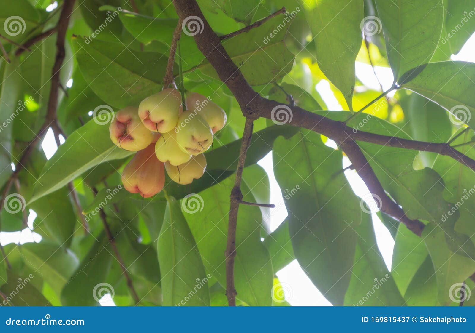 Malay Apple Syzygium Malaccense Isolated On White Background. Jambu ...