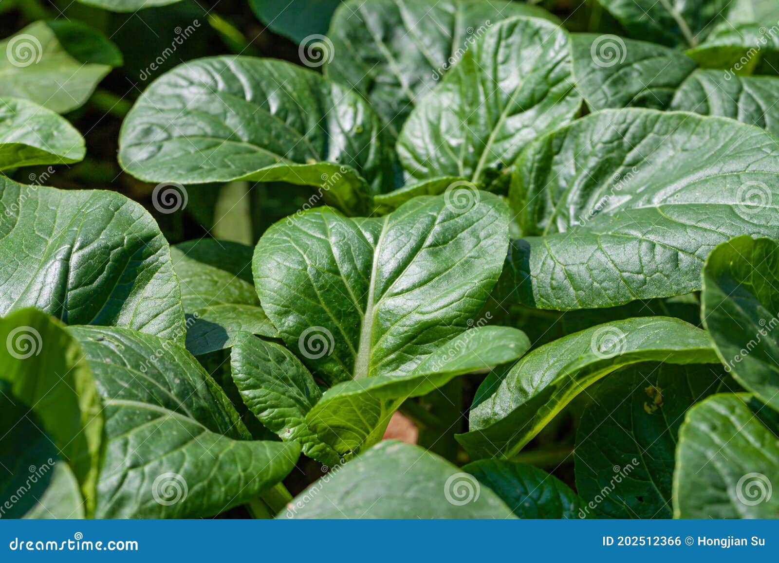 Green Choy Sum in Growth, Organic Vegetables Stock Photo - Image of ...