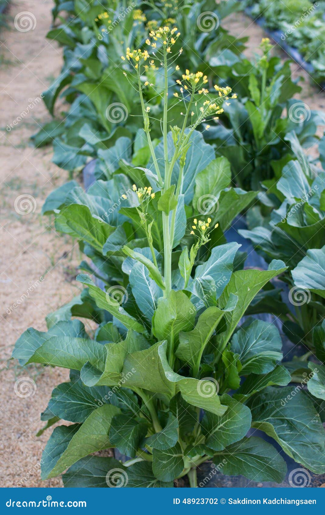 Green choy sum in growth stock photo. Image of healthy - 48923702