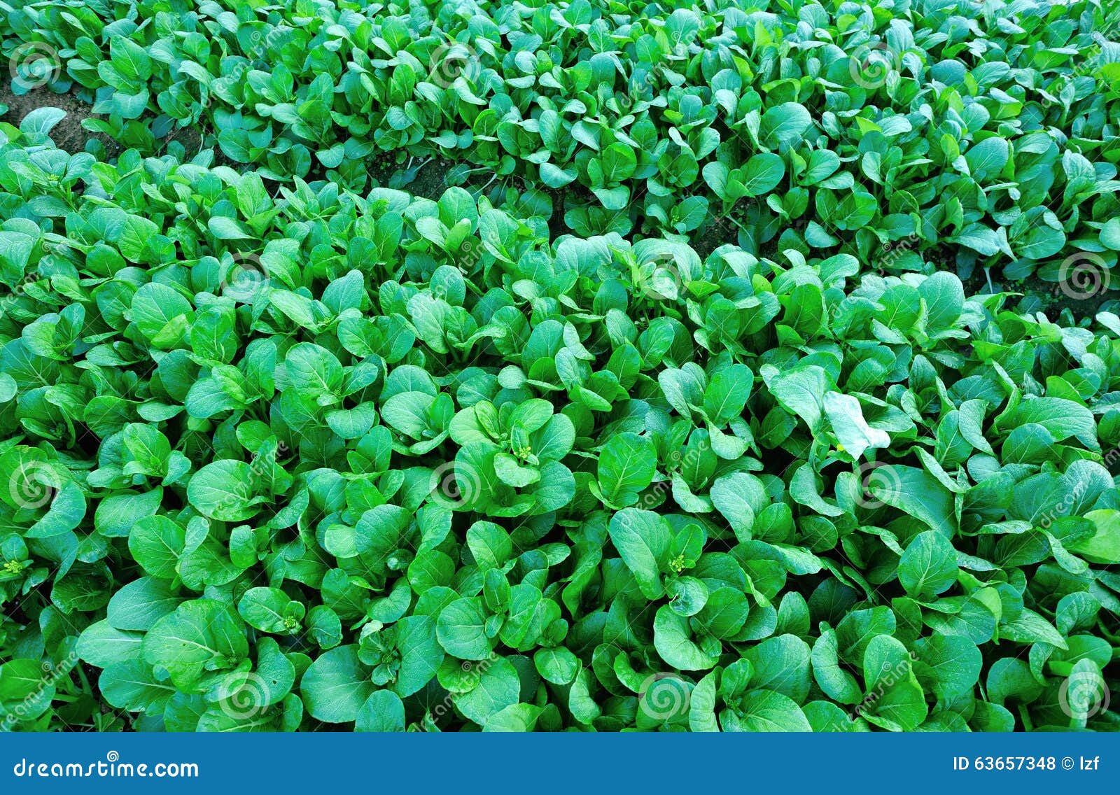 Green choy sum stock photo. Image of healthy, agriculture - 63657348