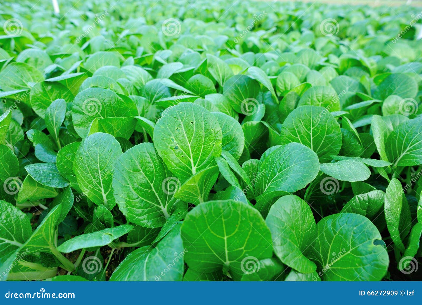 Green choy sum in growth stock image. Image of leaf, foliage - 66272909