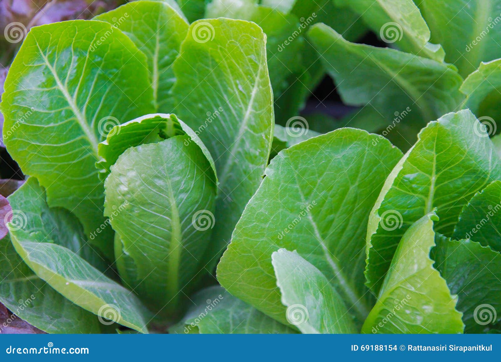Green Choy Sum in Growth at Vegetable Garden Stock Photo - Image of ...