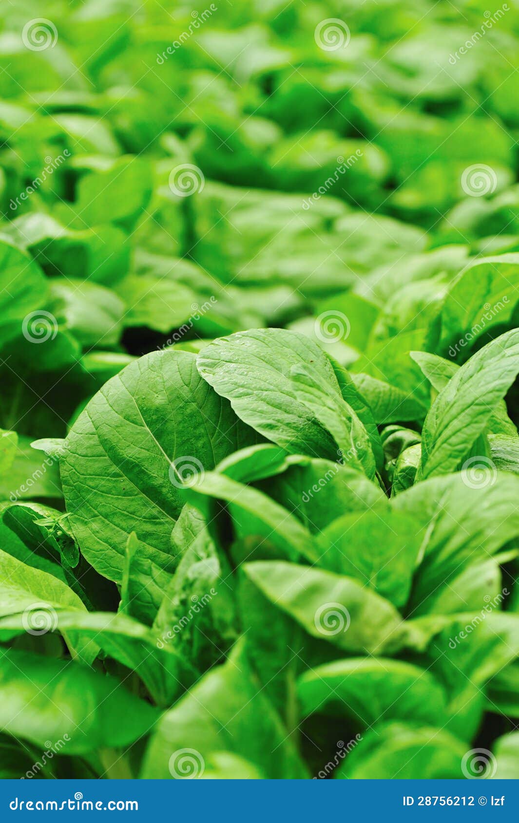 Green choysum stock photo. Image of outdoor, nature, foliage - 28756212